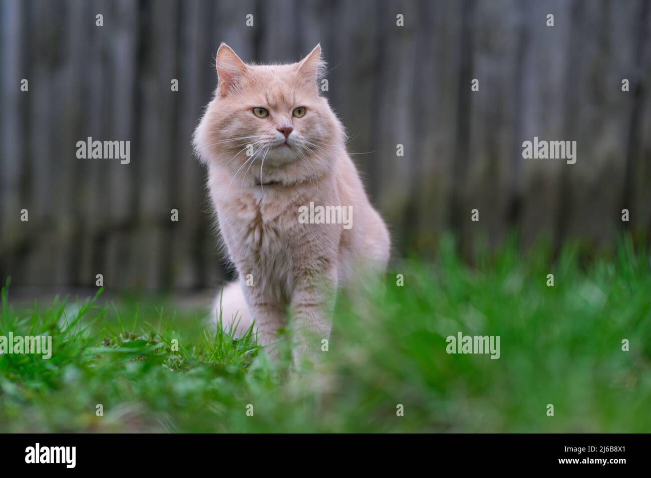 Wandering cat hi-res stock photography and images - Alamy