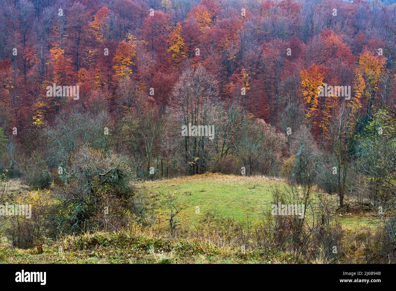 Colorful forest Feljesana on Homolje mountains in the autumn Stock ...