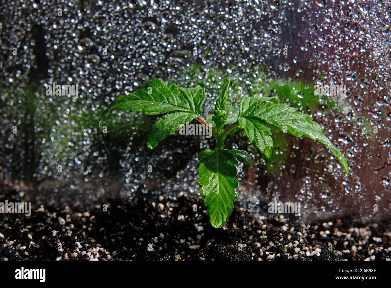 Cannabis seedling in a grow box, macro view. Small marijuana plant in a ...