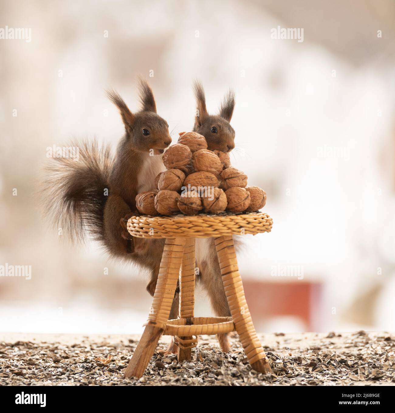 red squirrels with a table with walnuts Stock Photo - Alamy