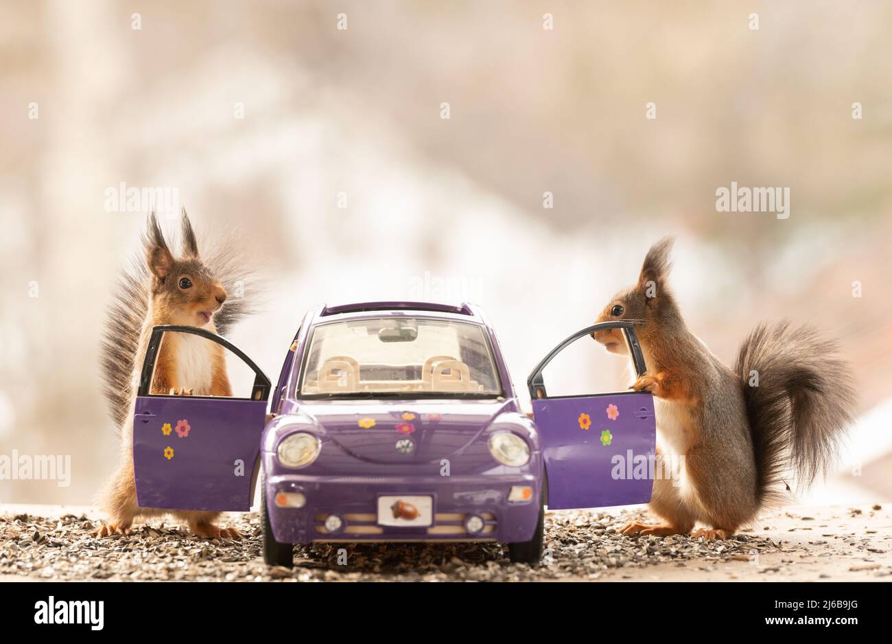 Four squirrels hi-res stock photography and images - Alamy