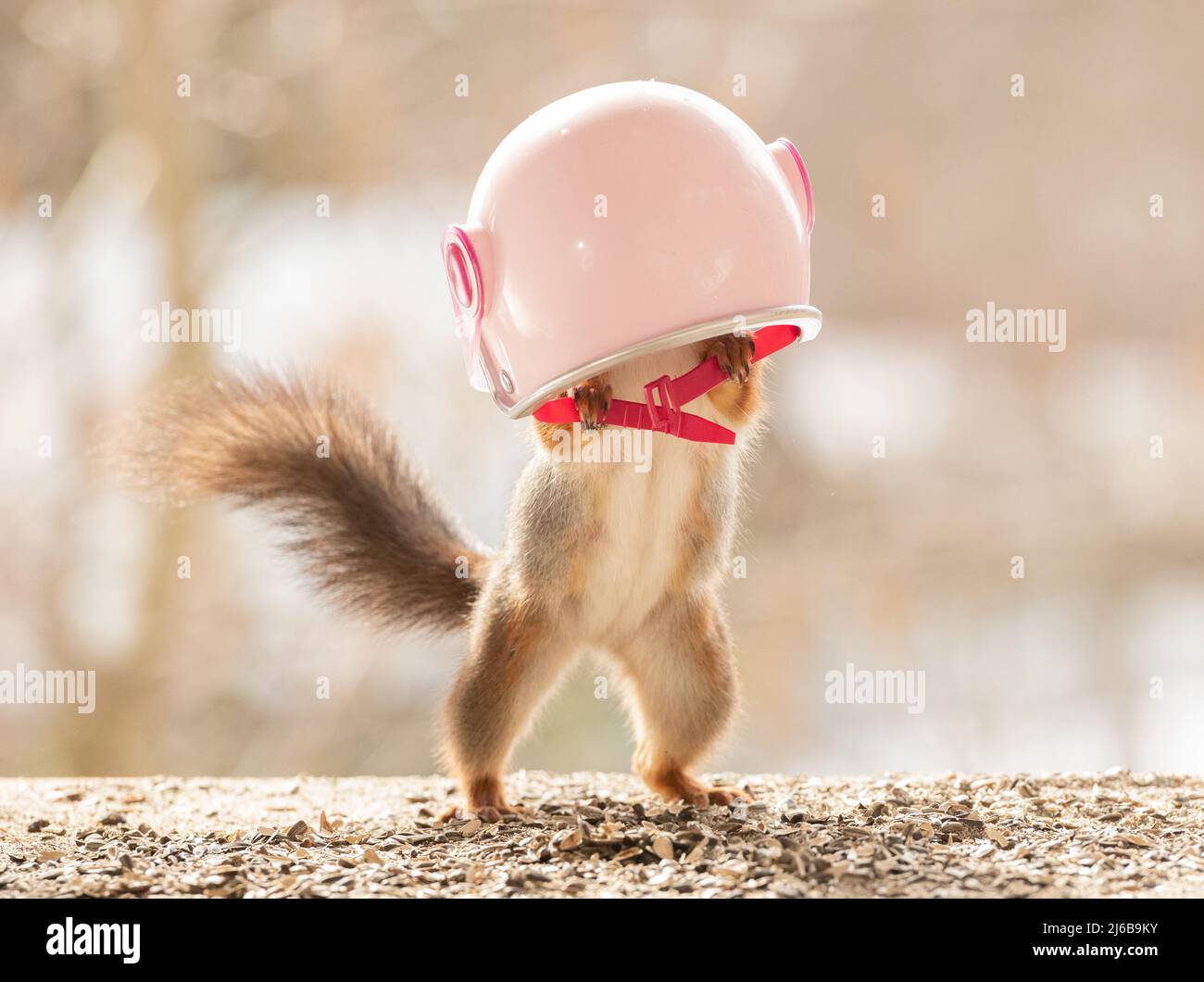 Rodent safety hi-res stock photography and images - Alamy
