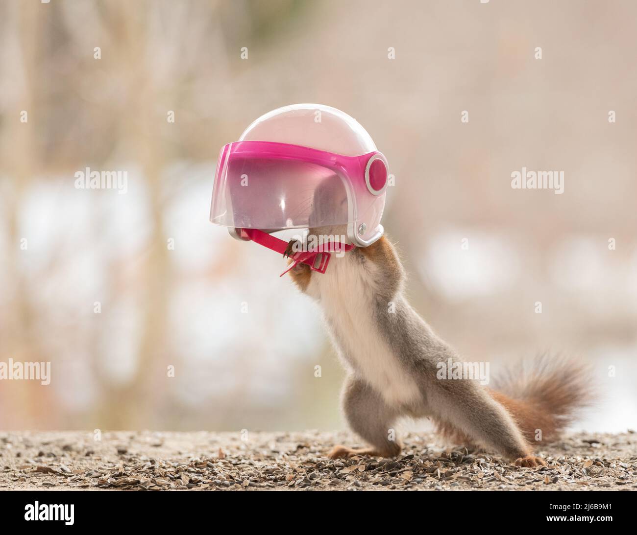 Rodent safety hi-res stock photography and images - Alamy
