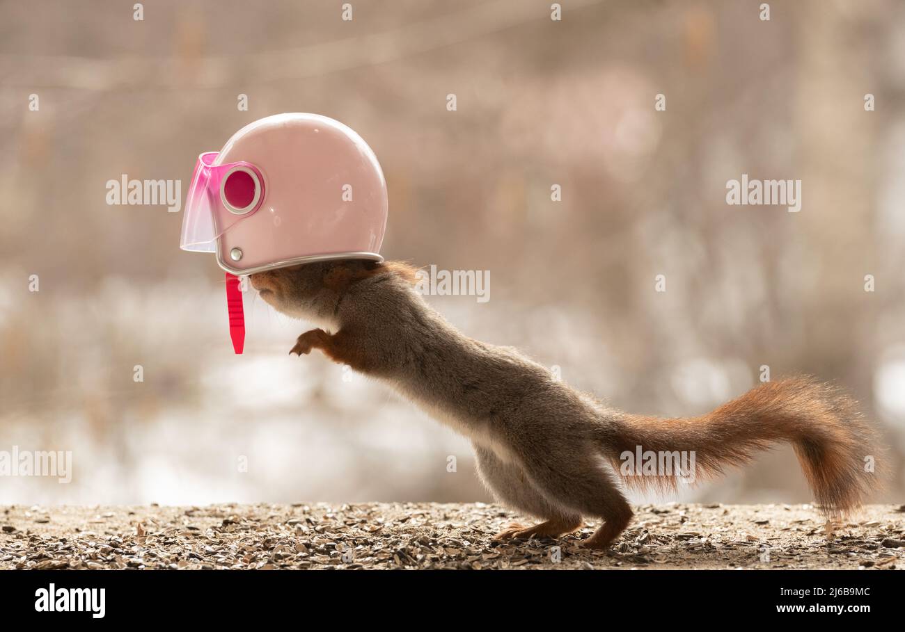 Rodent safety hi-res stock photography and images - Alamy