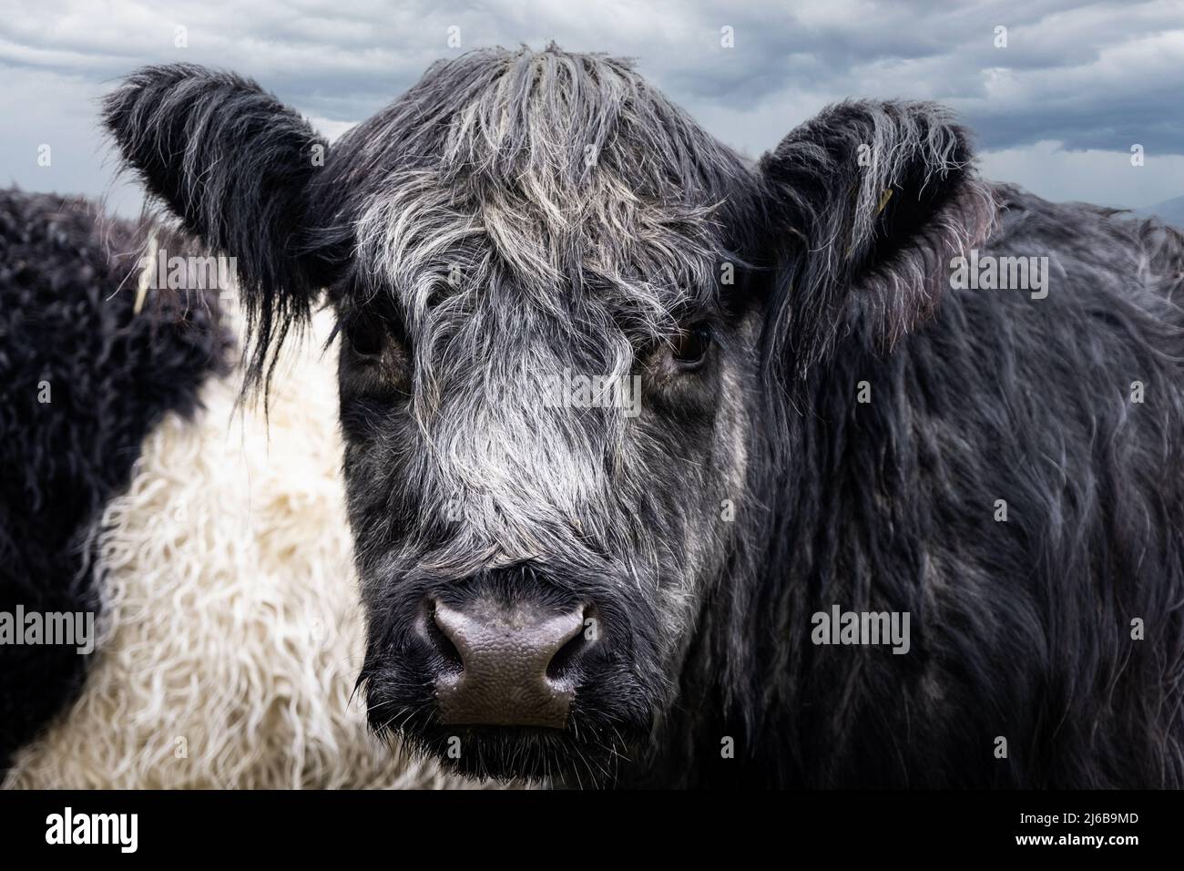 Belted galloway eating hi-res stock photography and images - Alamy