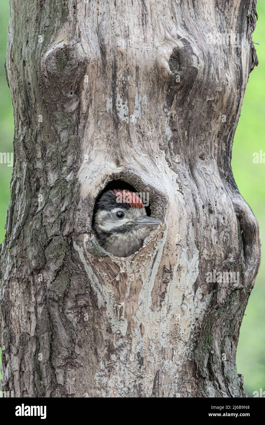 The scary tree trunk and the young woodpecker (Dendrocopos major Stock ...