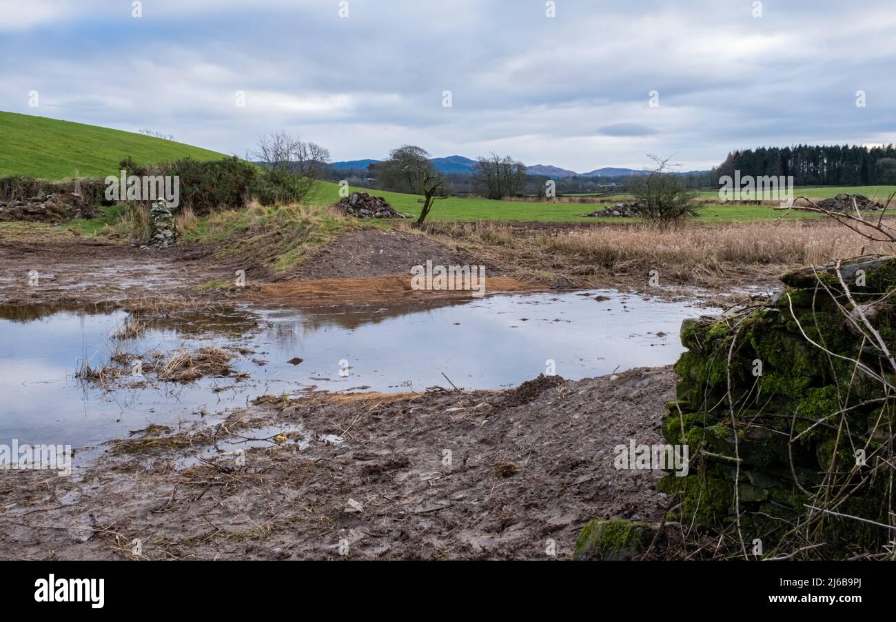 Wetland rewilding hi-res stock photography and images - Alamy