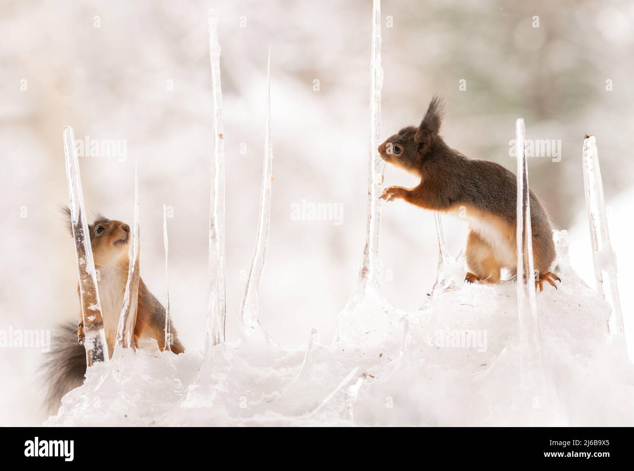 Cold icicles nose hi-res stock photography and images - Alamy