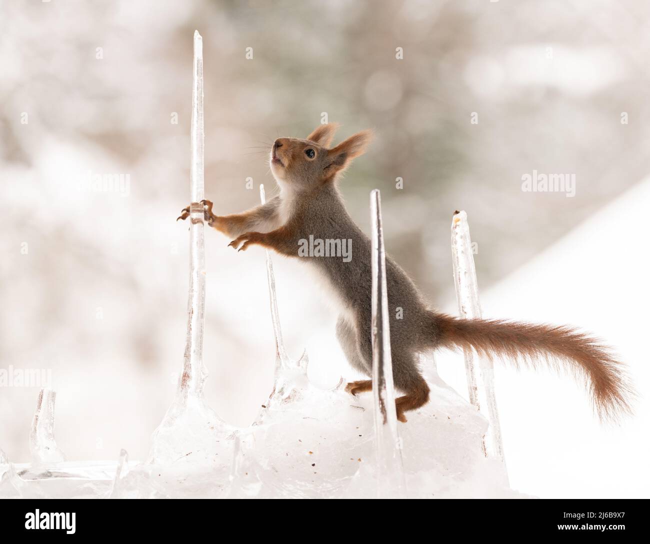 Cold icicles nose hi-res stock photography and images - Alamy