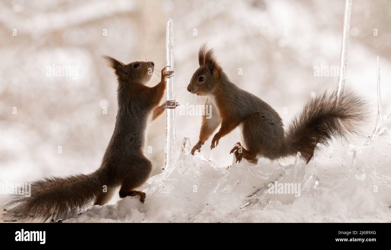 Very cold nose icicle hi-res stock photography and images - Alamy