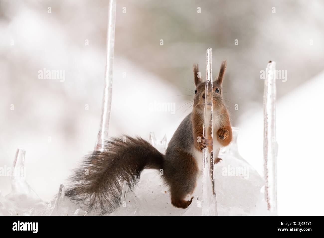 Cold icicles nose hi-res stock photography and images - Alamy