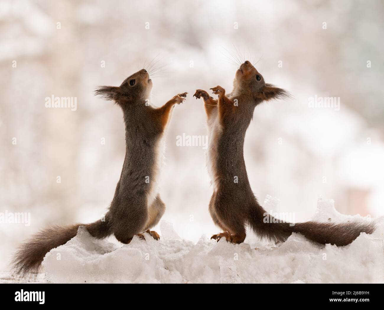 Cold icicles nose hi-res stock photography and images - Alamy