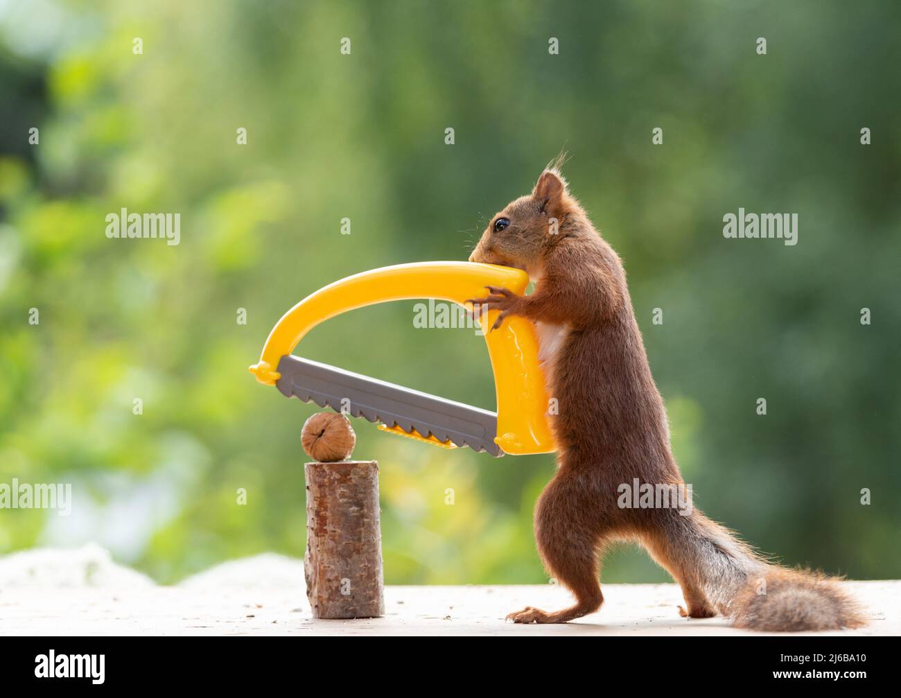 Red squirrel with a saw and a walnut hi-res stock photography and ...