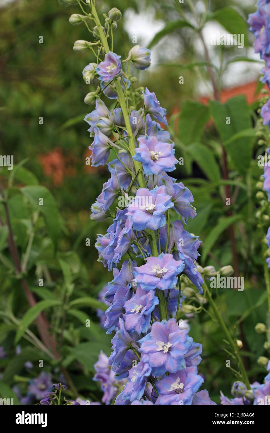 Flowering spike of purple and blue delphinium flowers with white ...