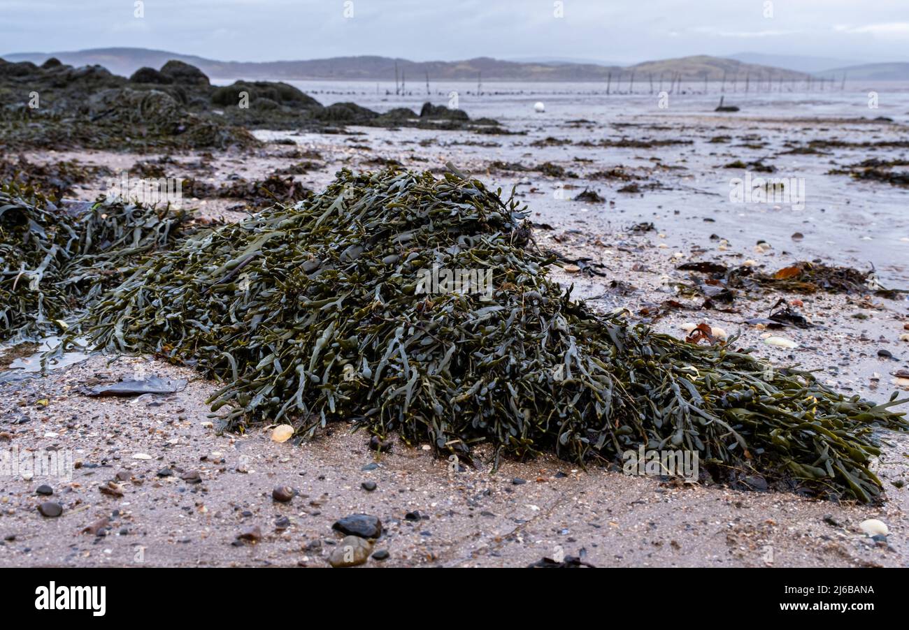 Clumps of seaweed and kelp on rocks at low tide at Balcary Bay ...
