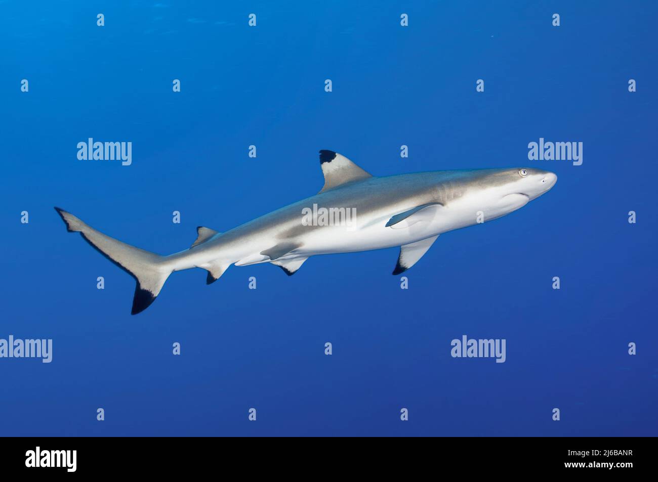 Black tip reef shark asia hi-res stock photography and images - Alamy