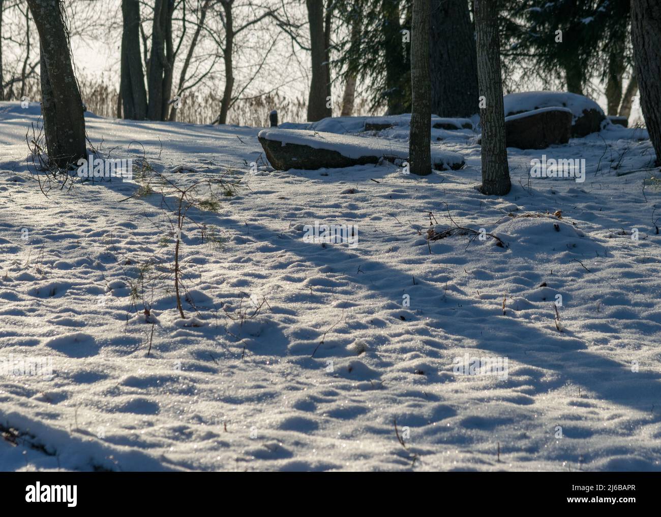 snow cover the ground, snow texture, shadows on the snow, plants under ...