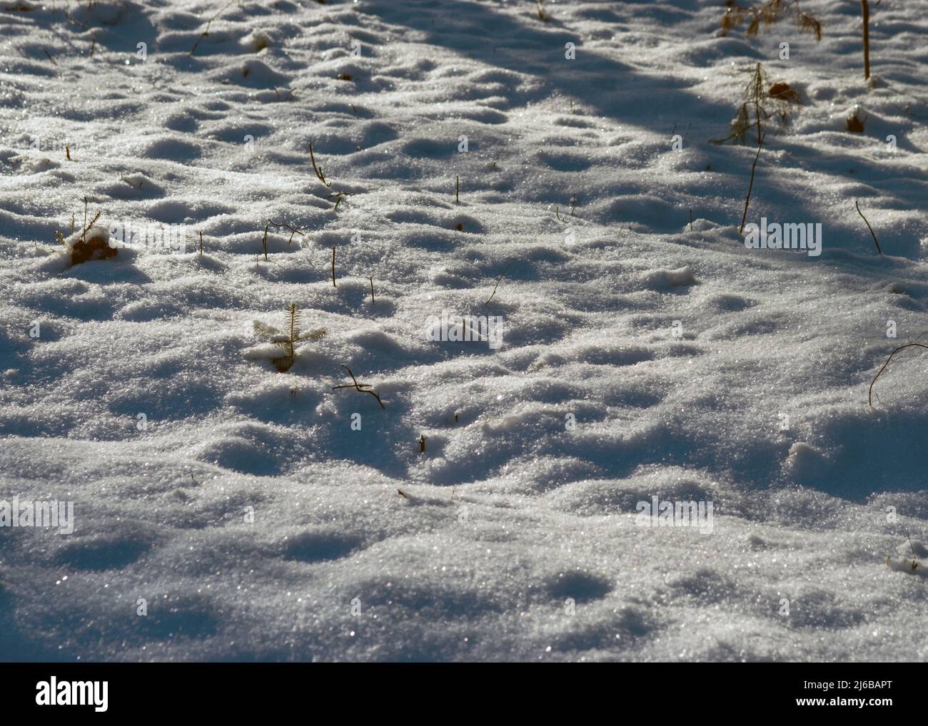 snow cover the ground, snow texture, shadows on the snow, plants under ...
