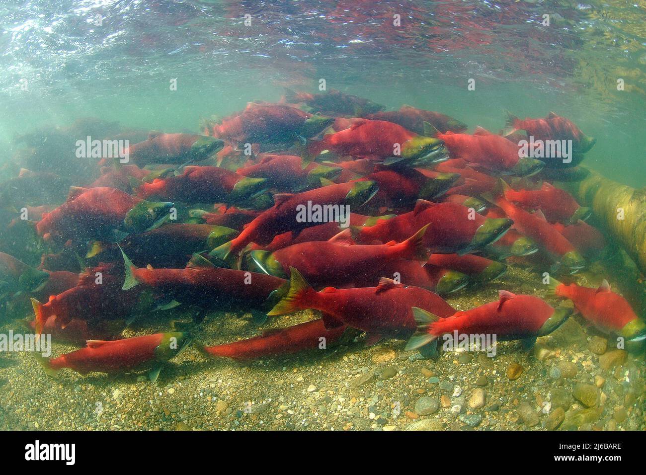 Lachsartige salmoniformes hi-res stock photography and images - Alamy