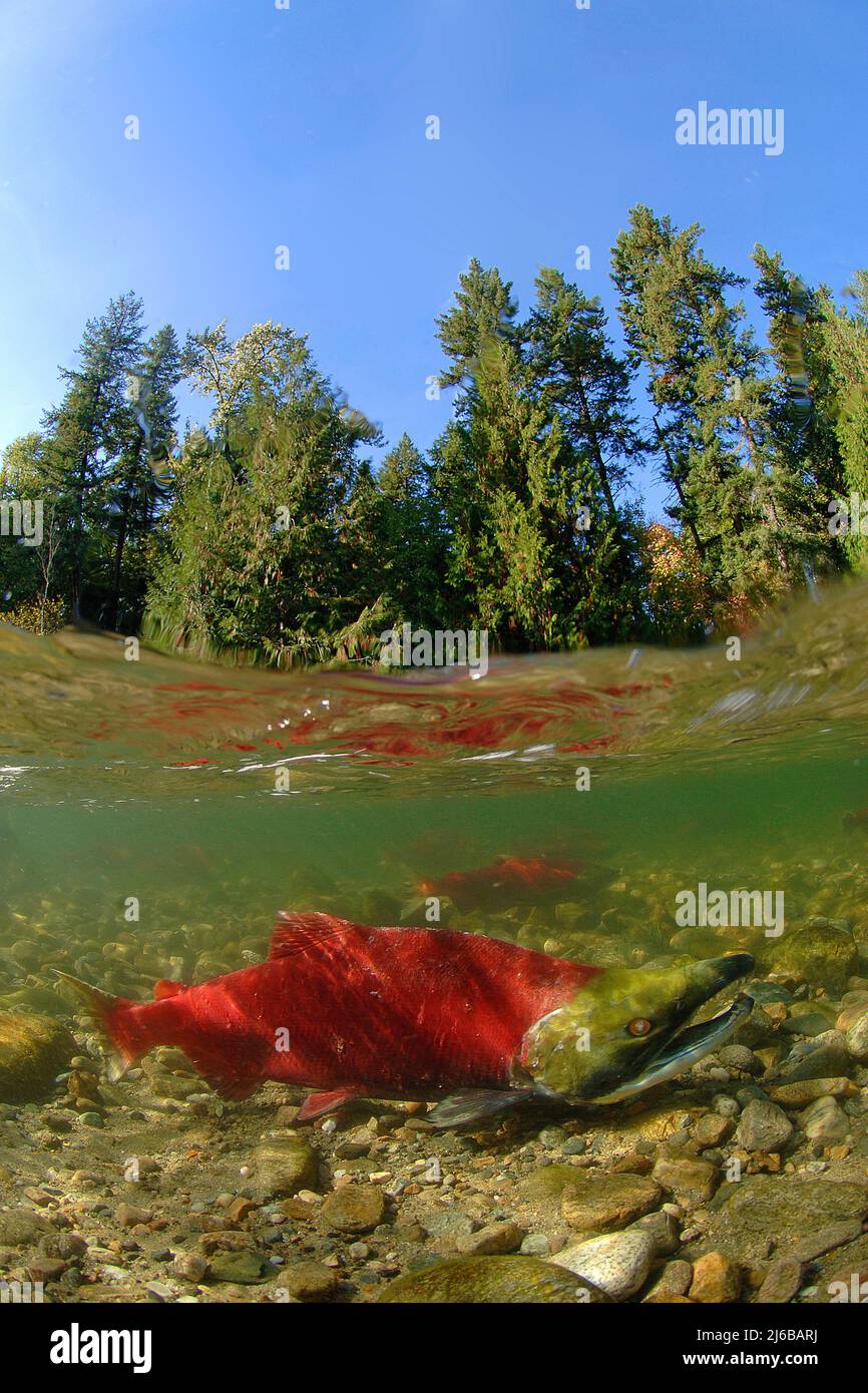 Adams River British Columbia Adams River Hi Res Stock Photography And