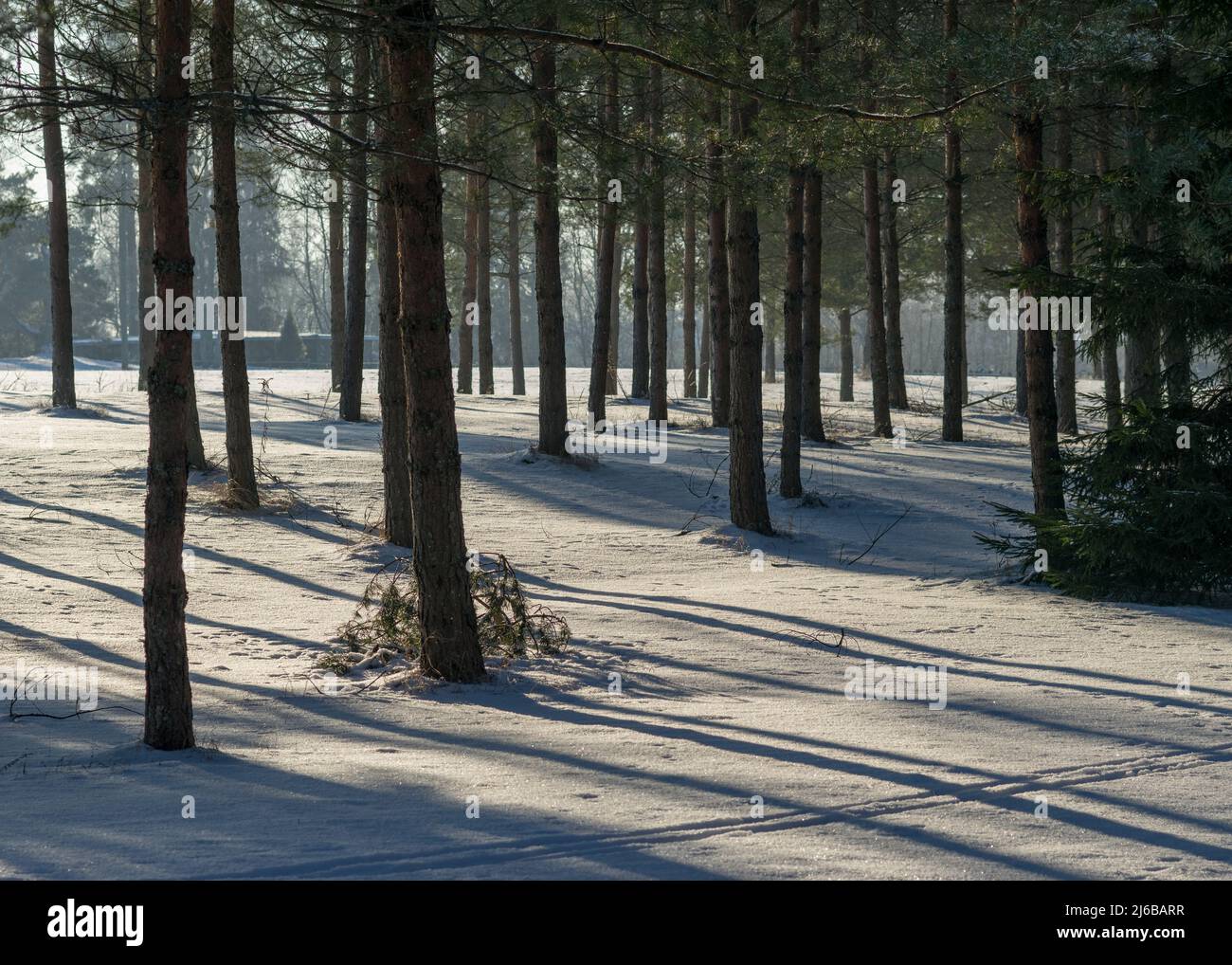dark tree trunk silhouettes in backlight, snow covered ground, snow ...