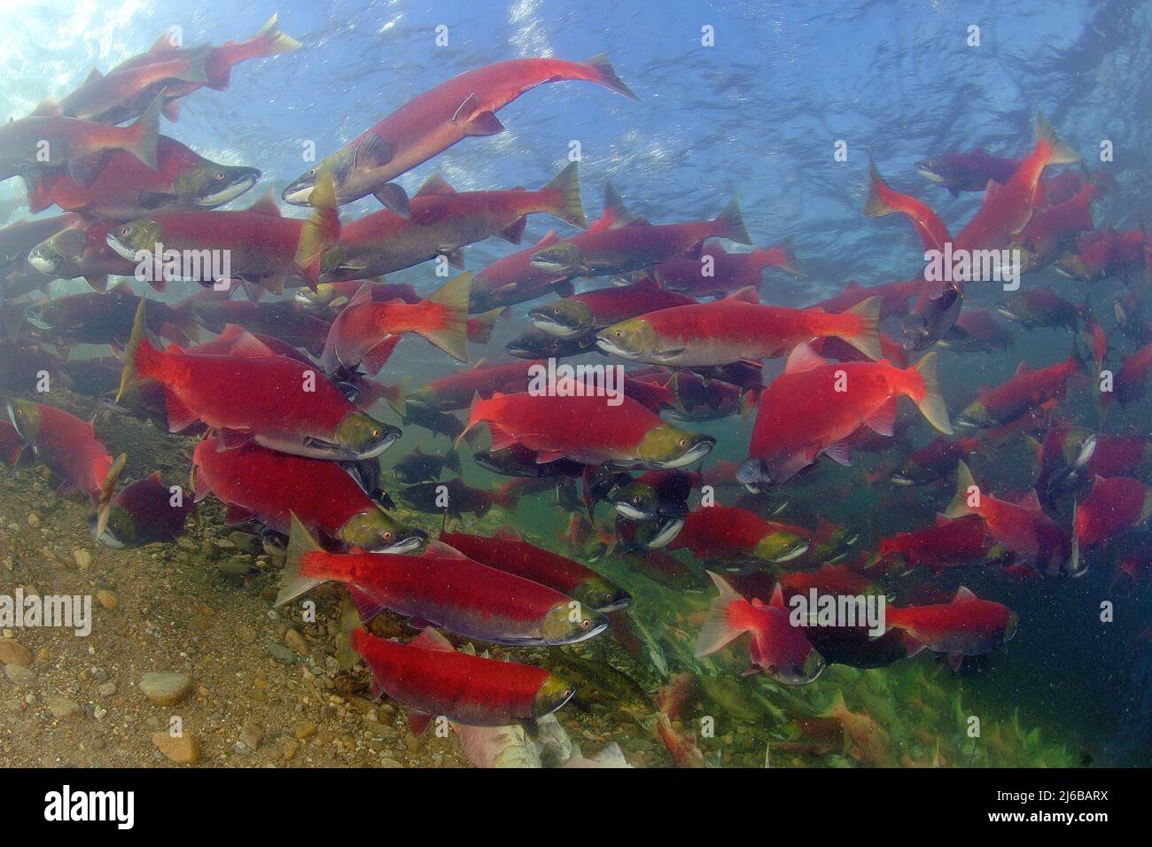 Lachsartige salmoniformes hi-res stock photography and images - Alamy