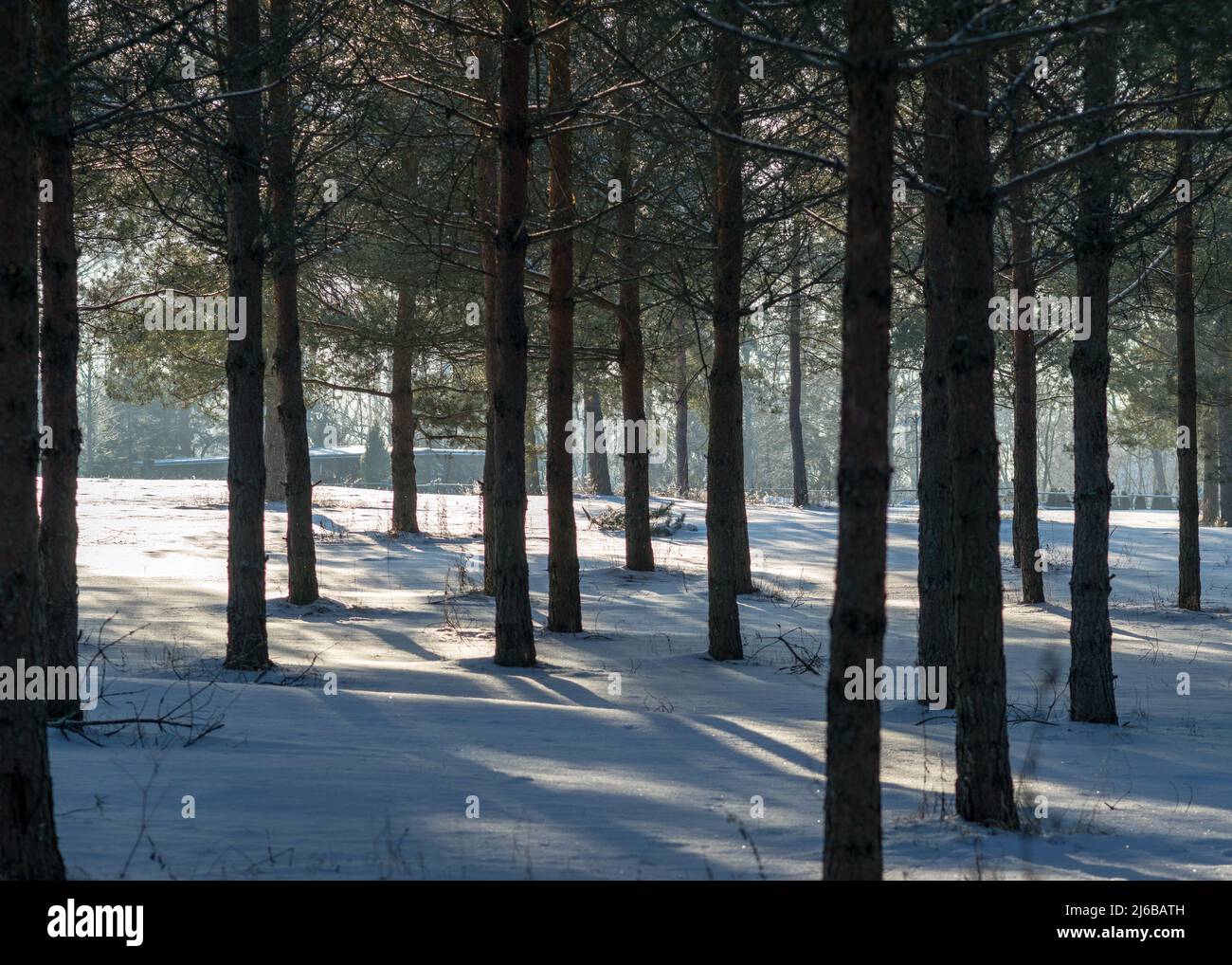 dark tree trunk silhouettes in backlight, snow covered ground, snow ...