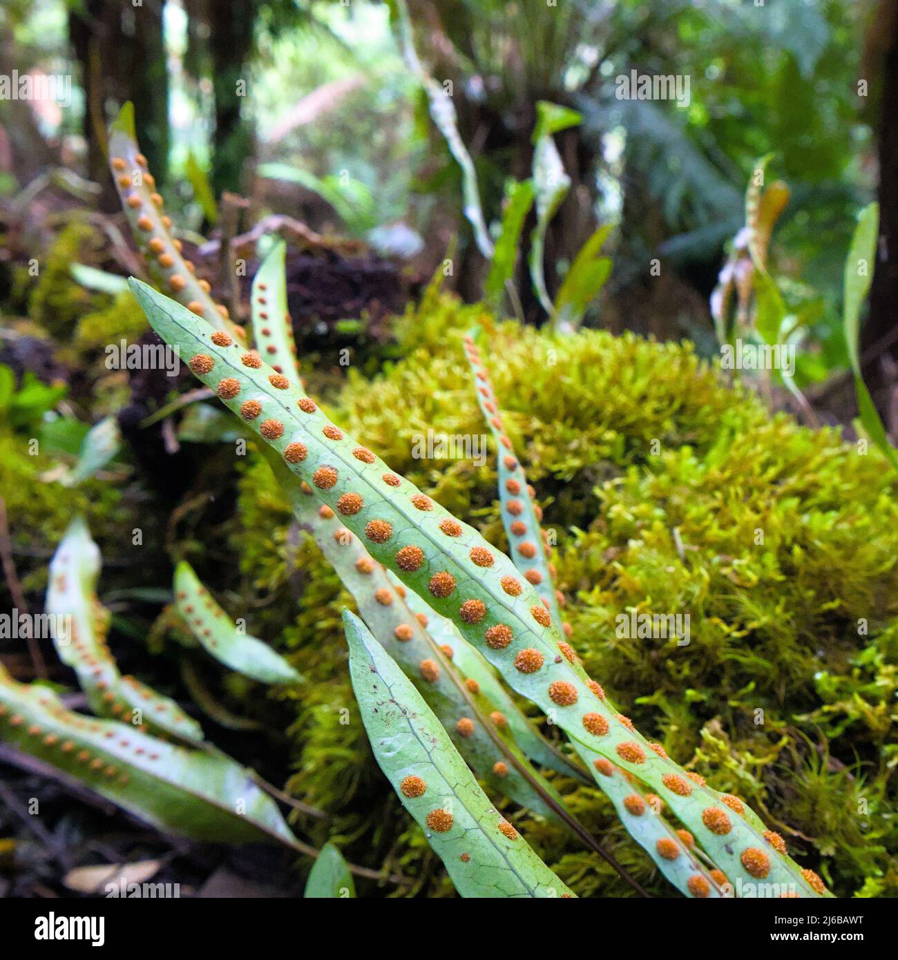 Spore tree hi-res stock photography and images - Alamy