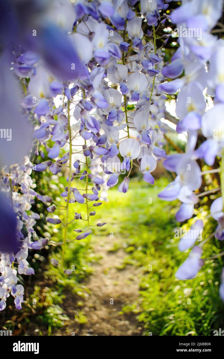 Macro view close-up of Wisteria plant flowers in early spring seen in ...