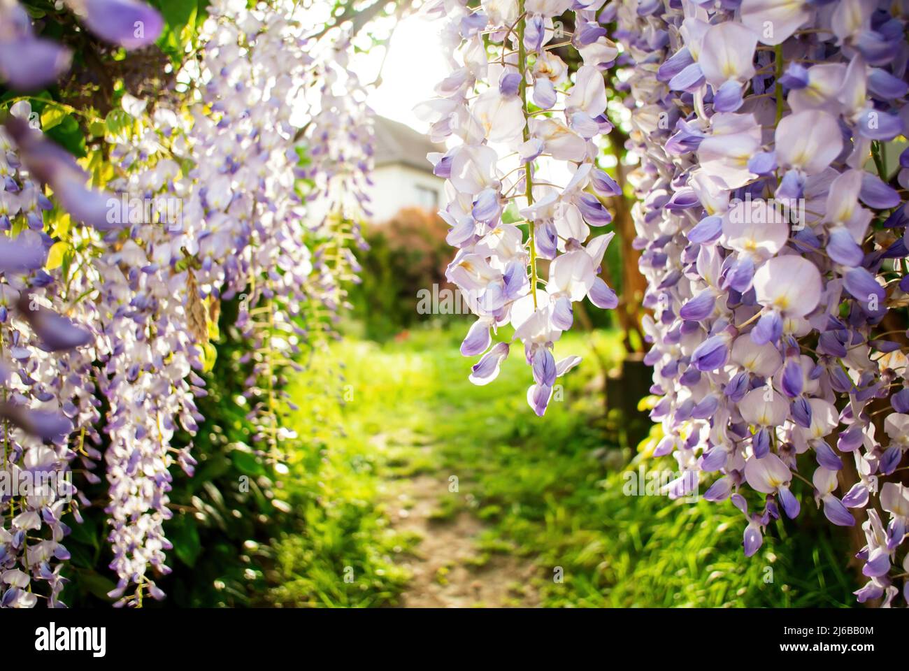 Macro view close-up of Wisteria plant flowers in early spring seen in ...