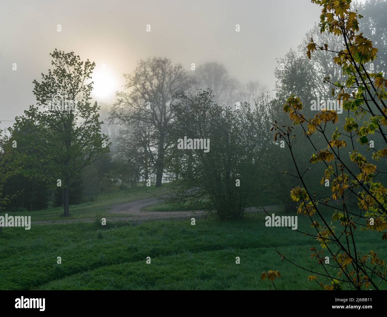 fog landscape in the morning, trees wrapped in white fog, fuzzy ...
