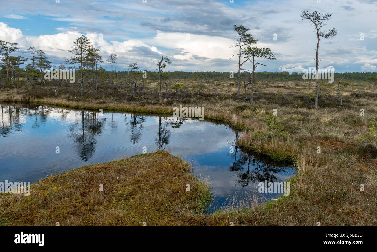 beautiful bog landscape, the land is covered with bog vegetation, moss ...