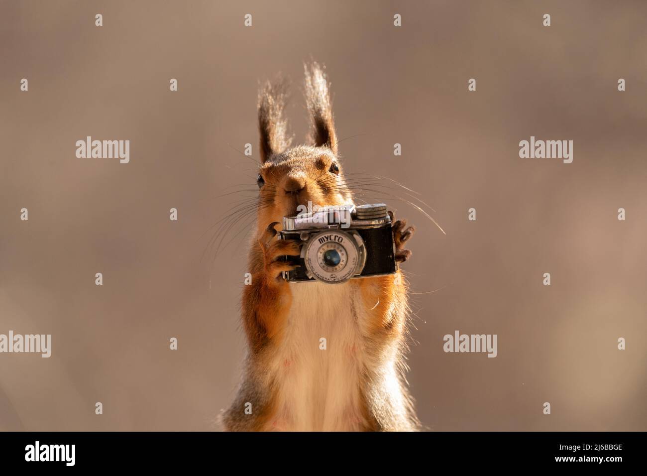 Squirrel capture hi-res stock photography and images - Alamy