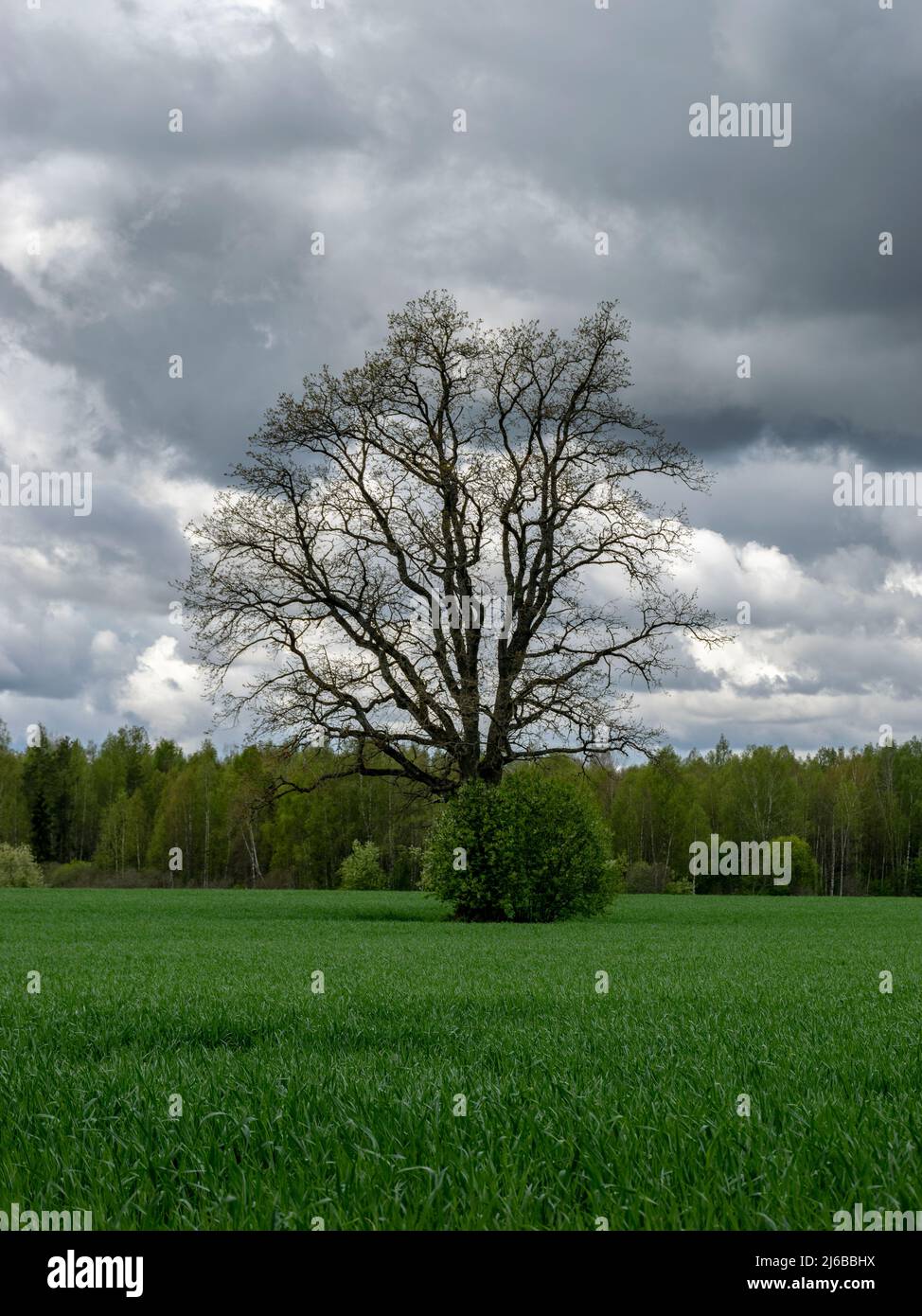 spring landscape with dark tree silhouette on a green field background ...