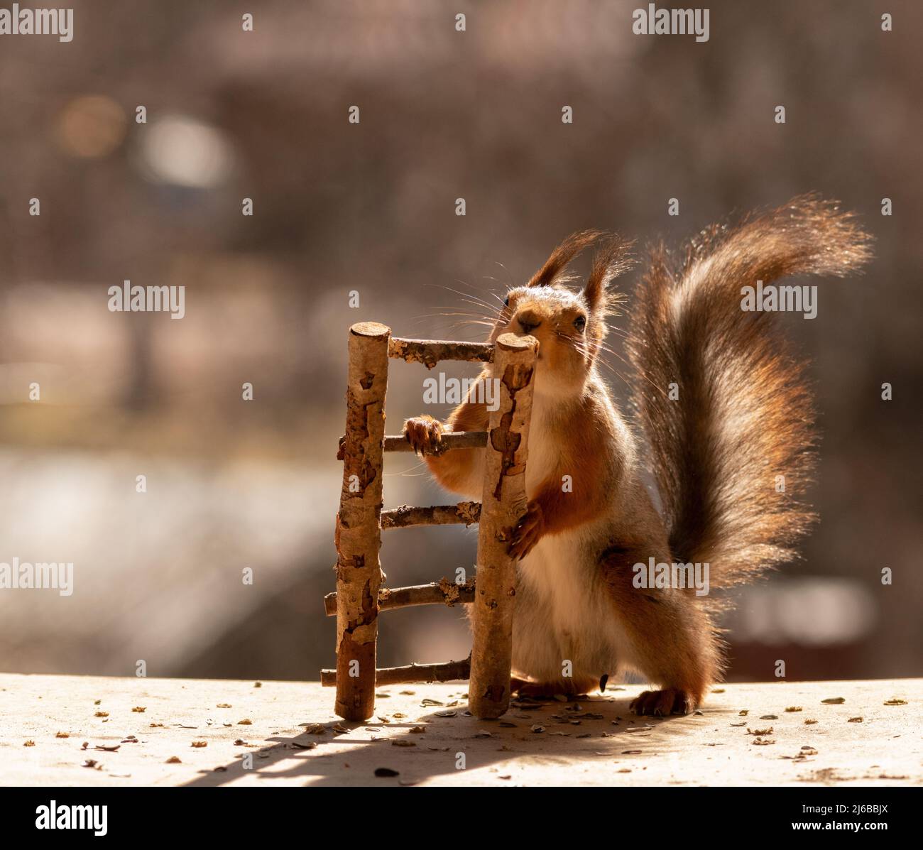 Squirrel climbing stairs hi-res stock photography and images - Alamy