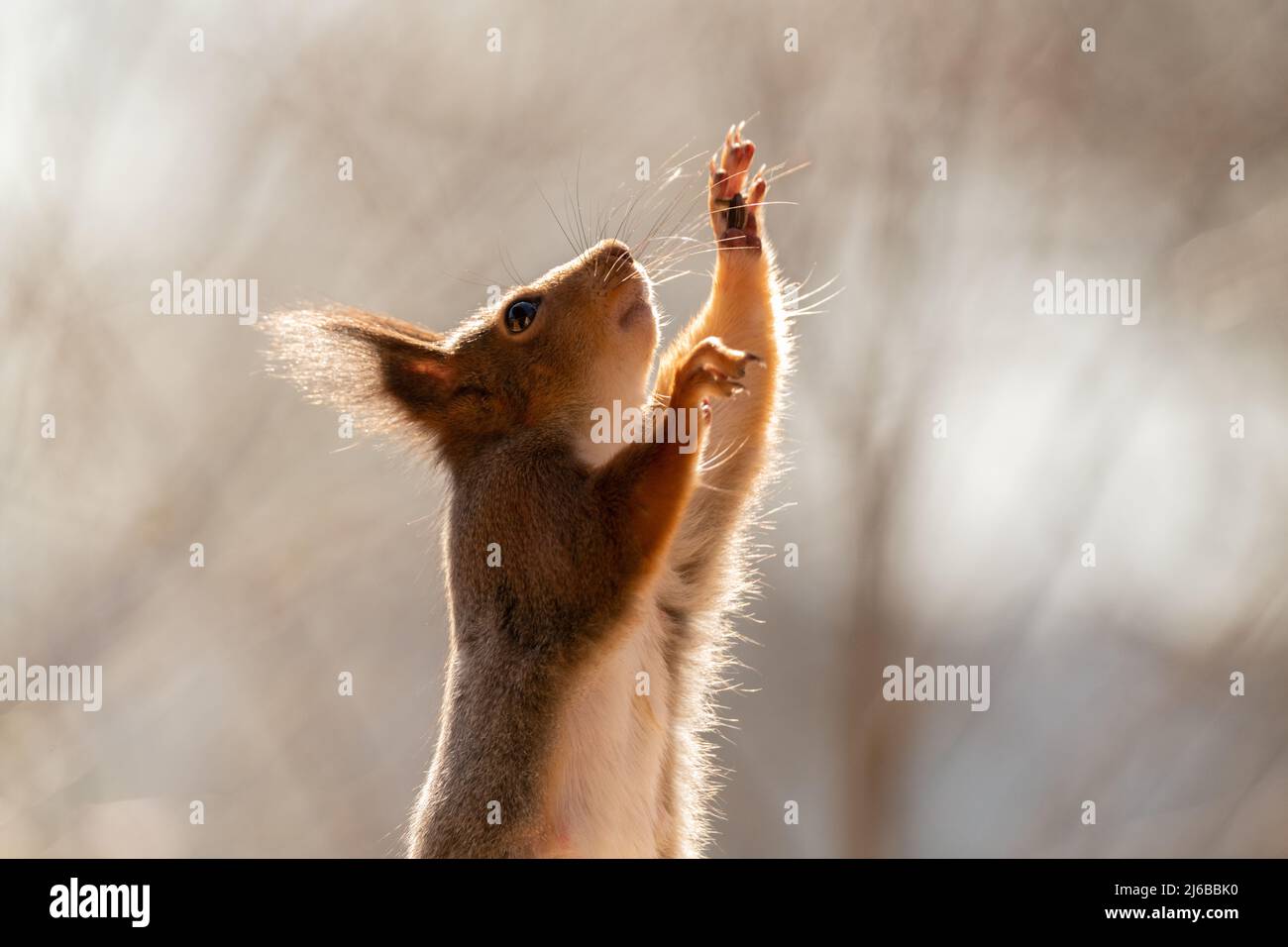 Red Squirrel is reaching up Stock Photo - Alamy