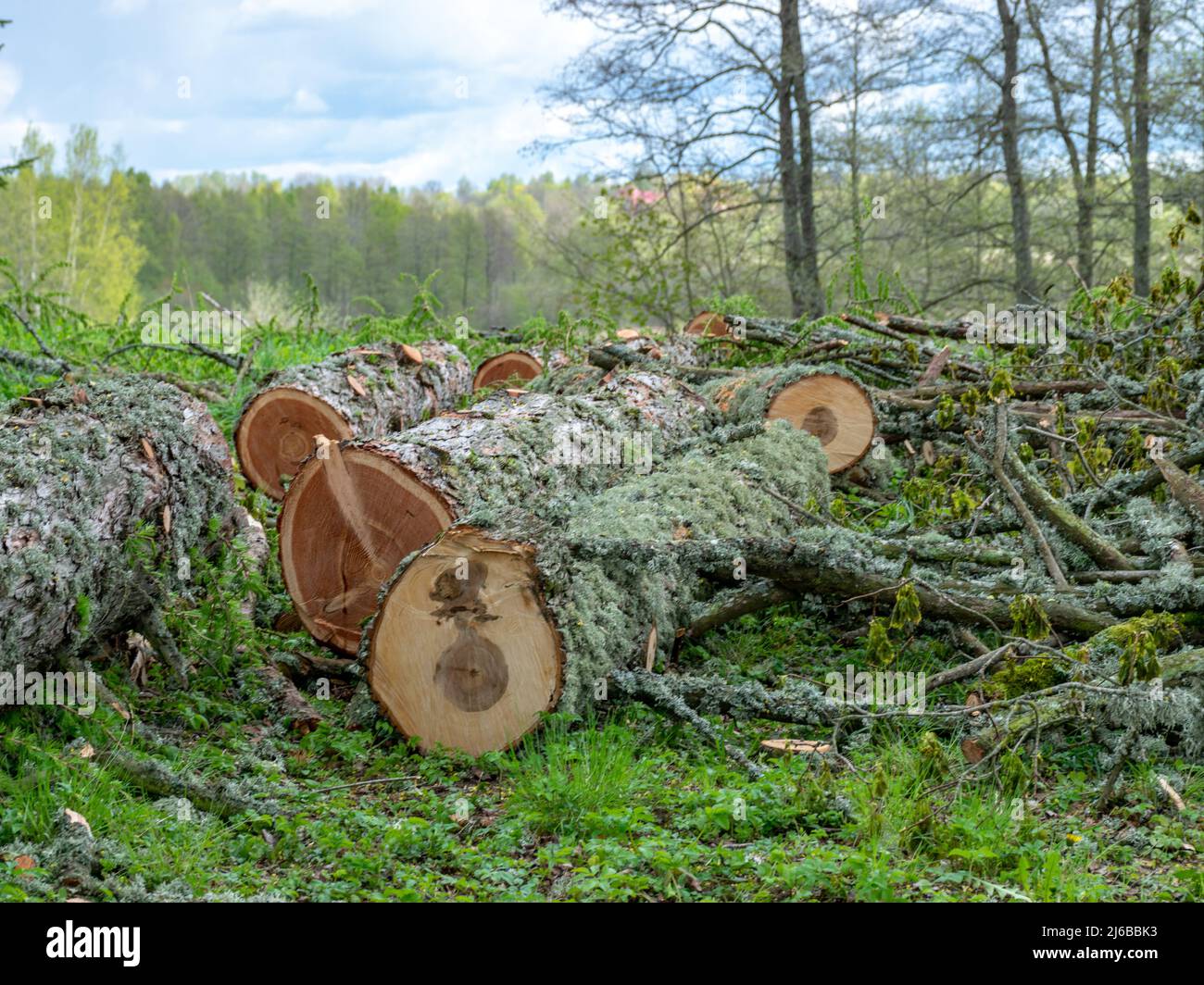 spring picture with old large log, big restricted tree was cutting by ...