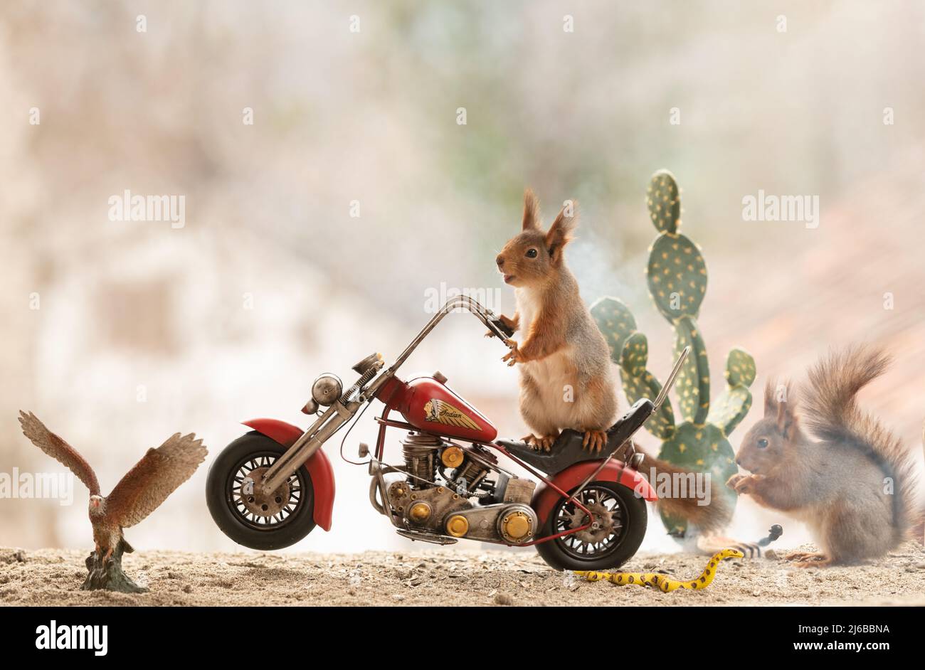 red squirrels standing on and with an motor bike Stock Photo - Alamy