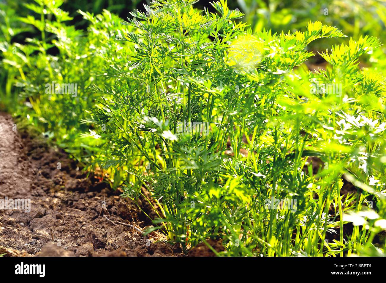 Carrot field seed hi-res stock photography and images - Alamy