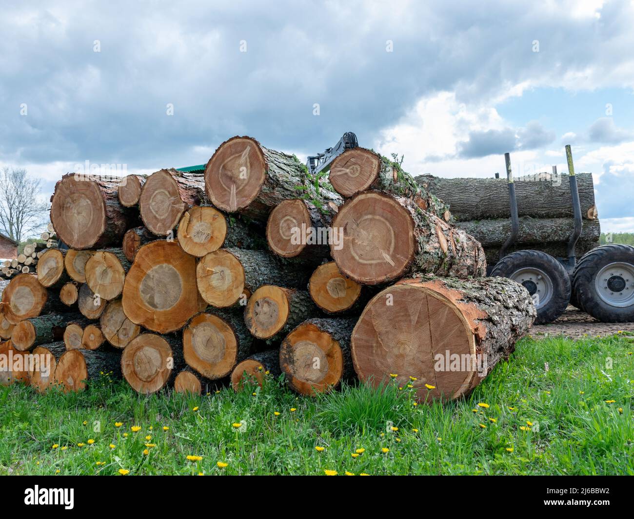 spring picture with wooden logs of pine woods in the forest, stacked in ...