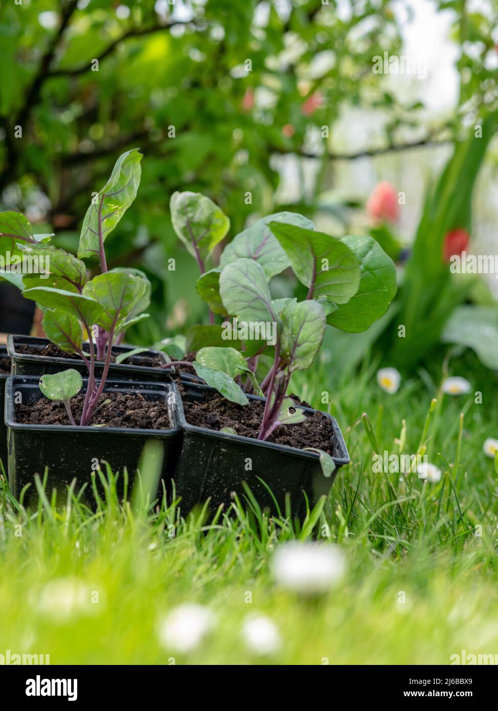 photo with black plastic pots in the green hall, cabbage stands for ...
