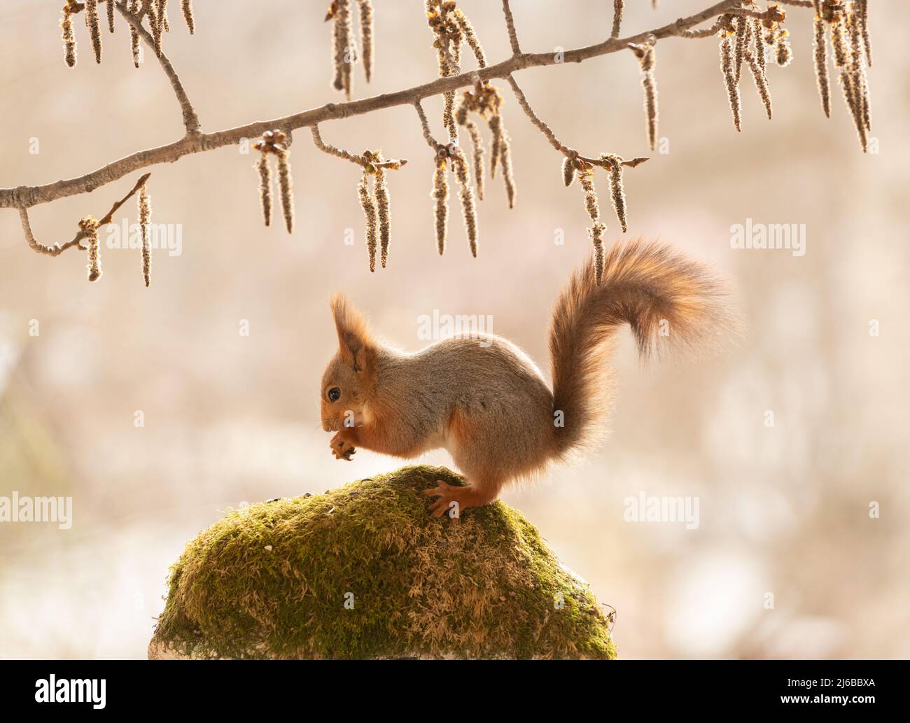 Red Squirrel stand under a branch Stock Photo - Alamy