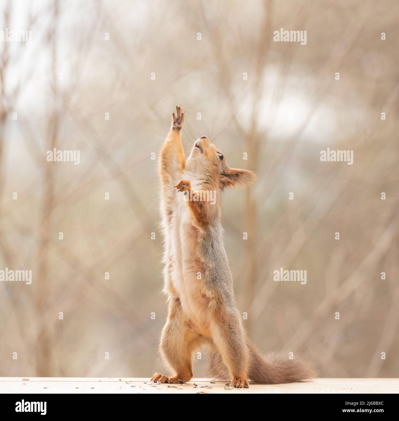 Red squirrel stand on the ground reaching up Stock Photo - Alamy