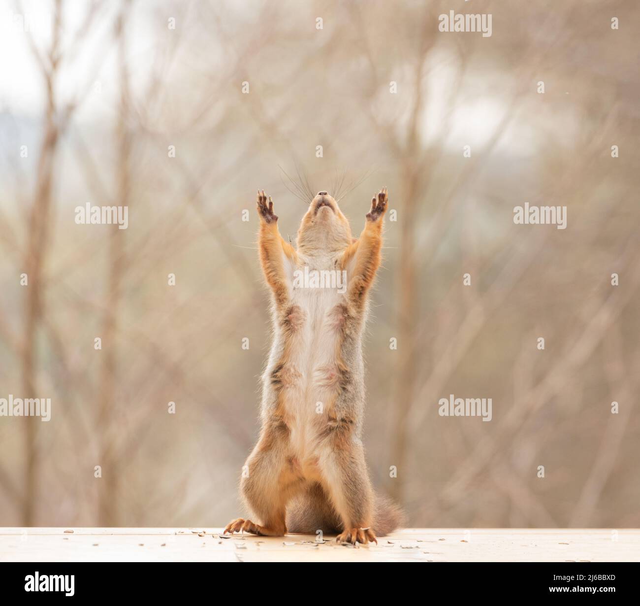 Red squirrel stand on the ground reaching up Stock Photo - Alamy