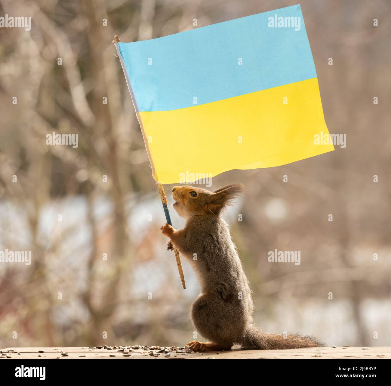 red squirrel is standing with a flag of Ukraine Stock Photo - Alamy