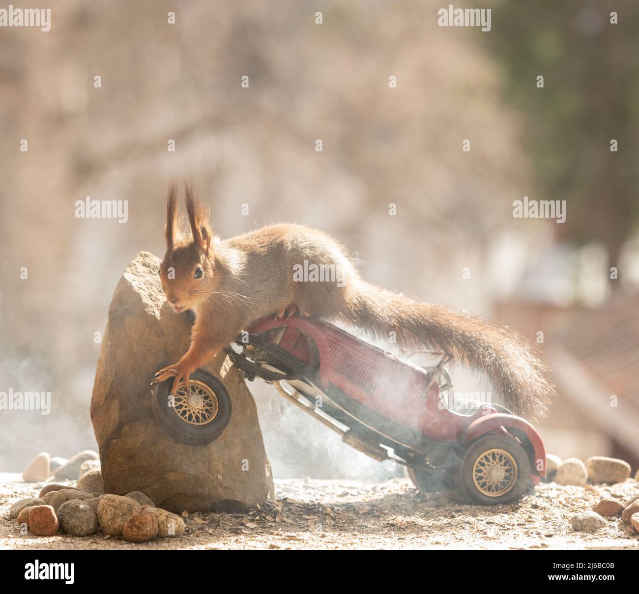 Squirrel car funny hi-res stock photography and images - Alamy
