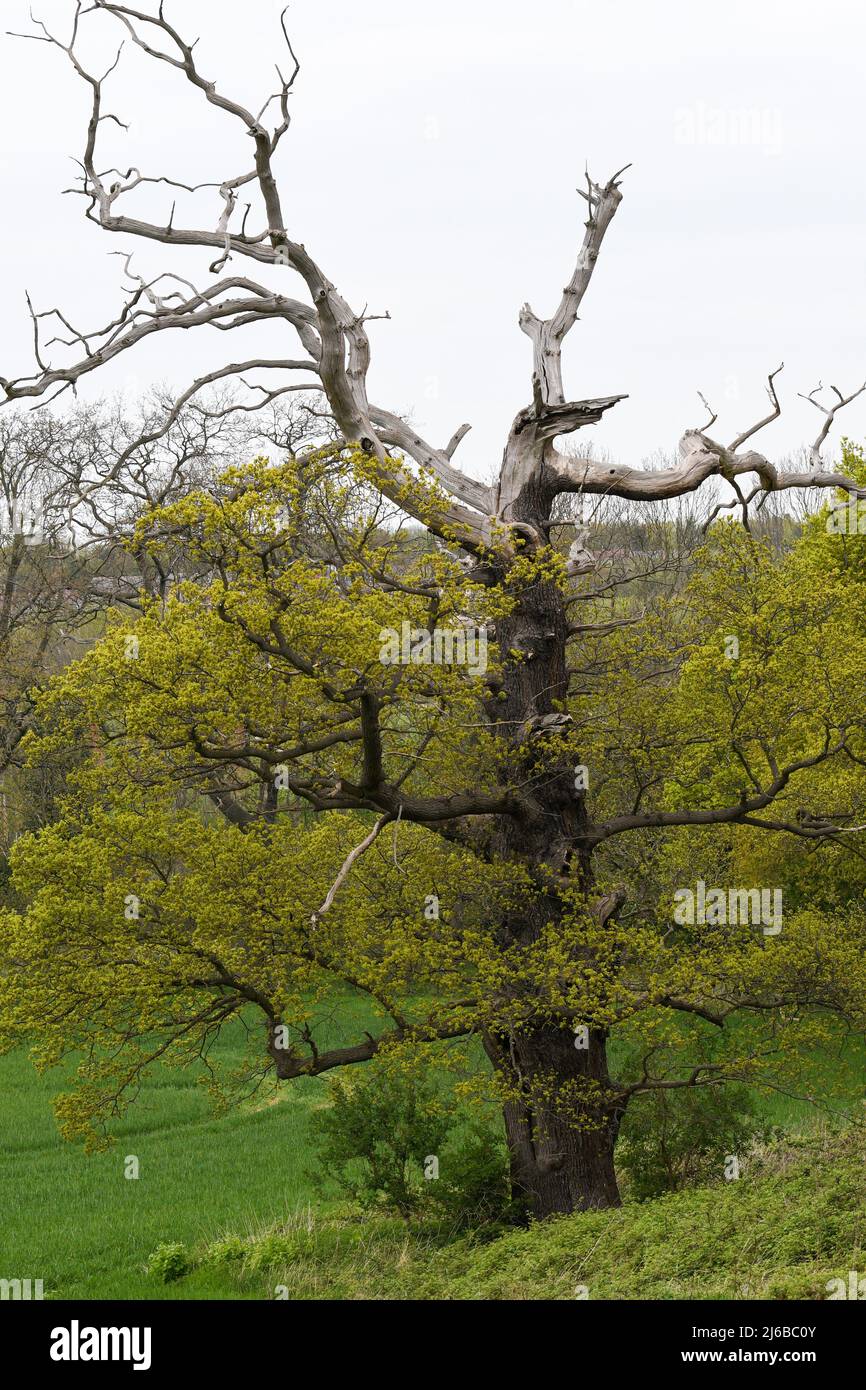 a tree that is dead at the top Stock Photo - Alamy