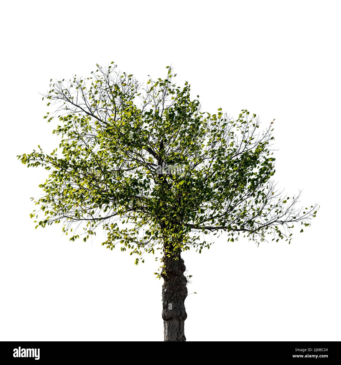 Small american elm tree with green leaves isolated on white background ...
