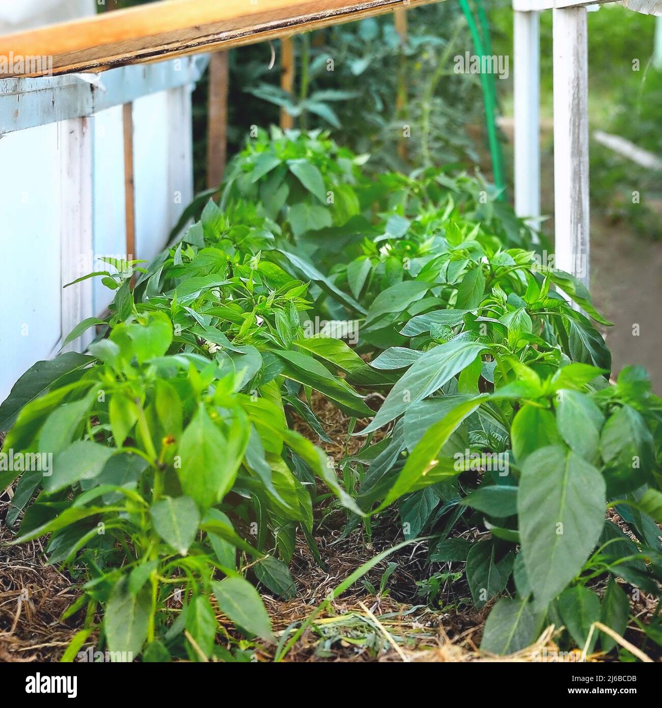 pepper bushes, young pepper plants in a village mini greenhouse ...