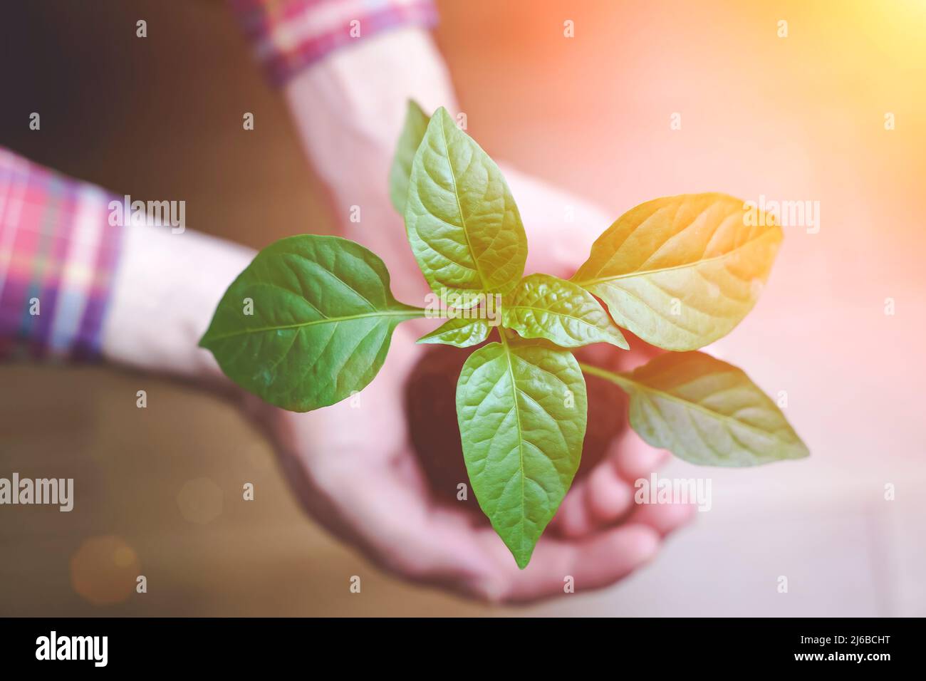 Human hand holding plant with tree in background hi-res stock ...